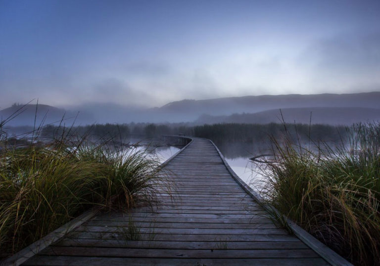 Gallery - National Wetland Trust of New Zealand | Ecosystems