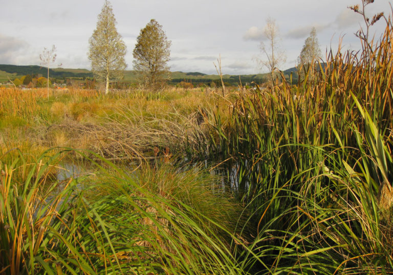 Wetland Walks | Visit Wetlands - National Wetland Trust of New Zealand
