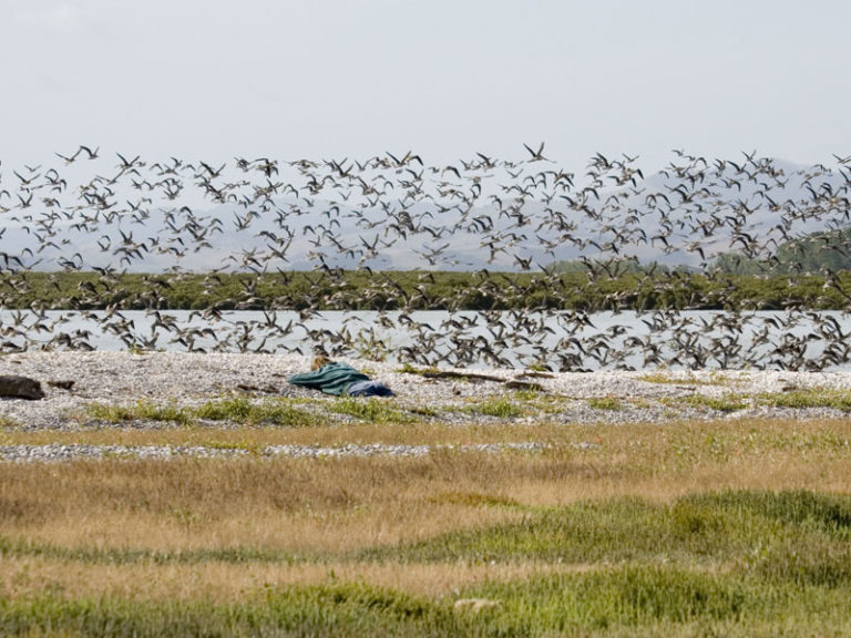 Gallery - National Wetland Trust of New Zealand | Ecosystems