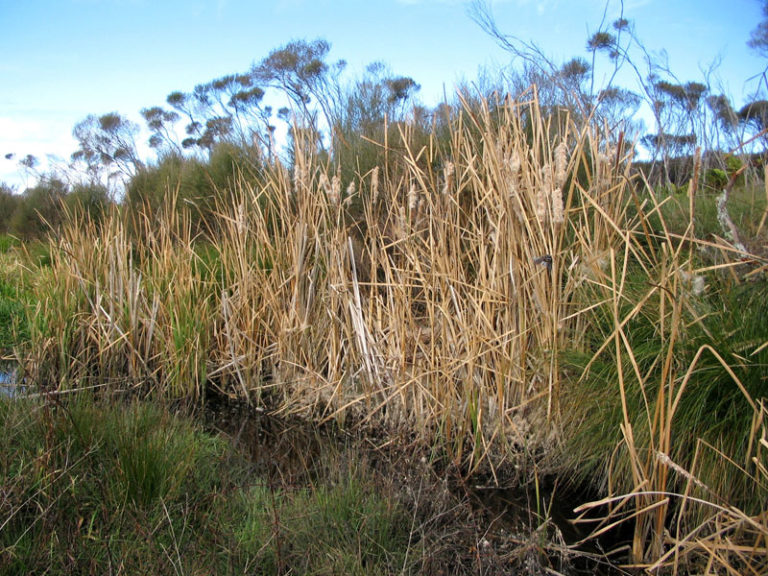 Kopuatai Peat Dome - National Wetland Trust NZ | Learn More