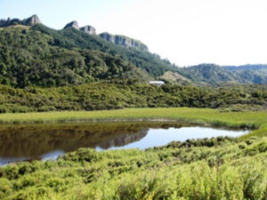 Wetlands you can visit in the Tasman-Marlborough District - National ...